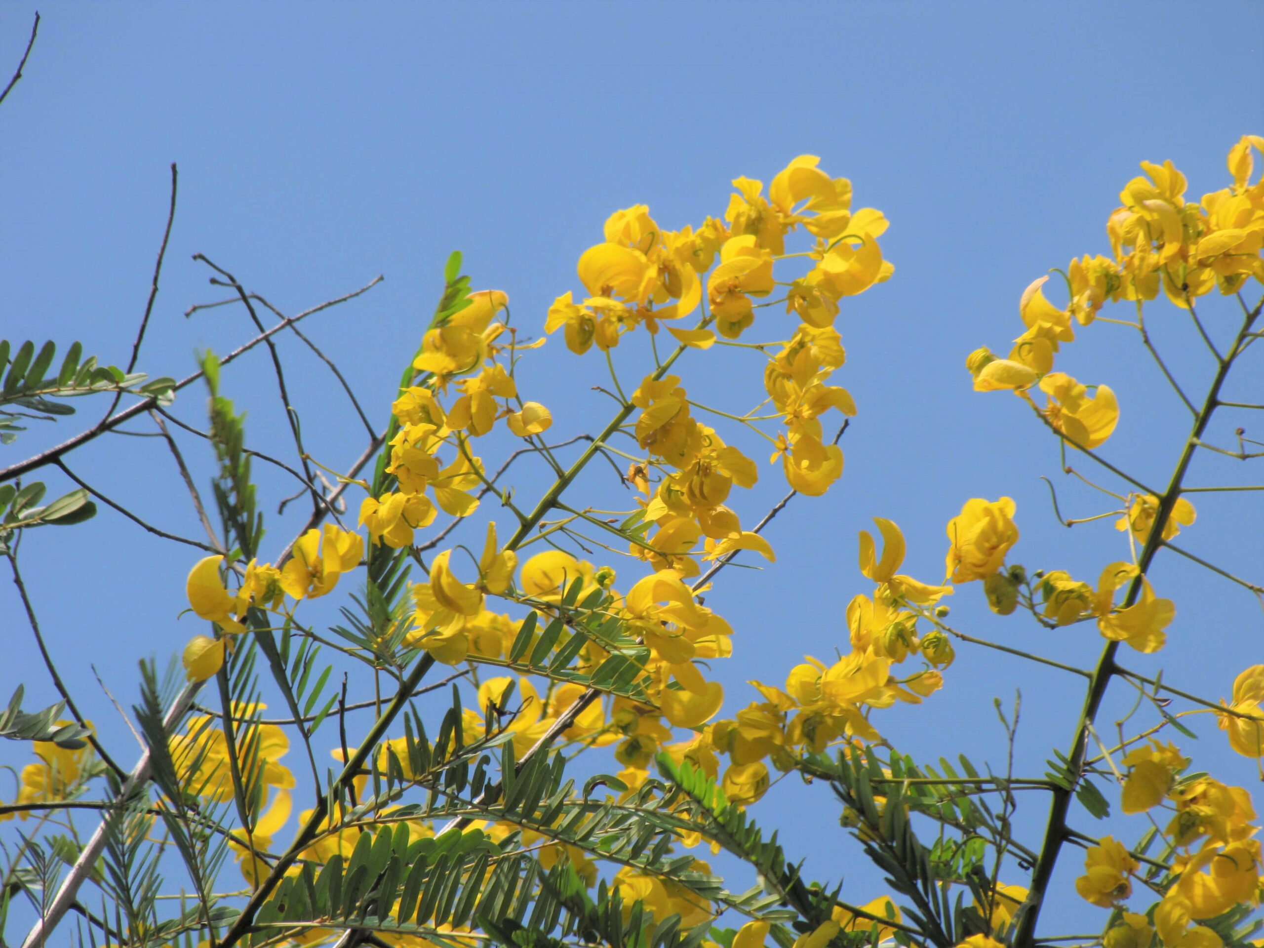 SENNA MULTIJUGA - Rewild Brazil - The Brazilian Plantfinder