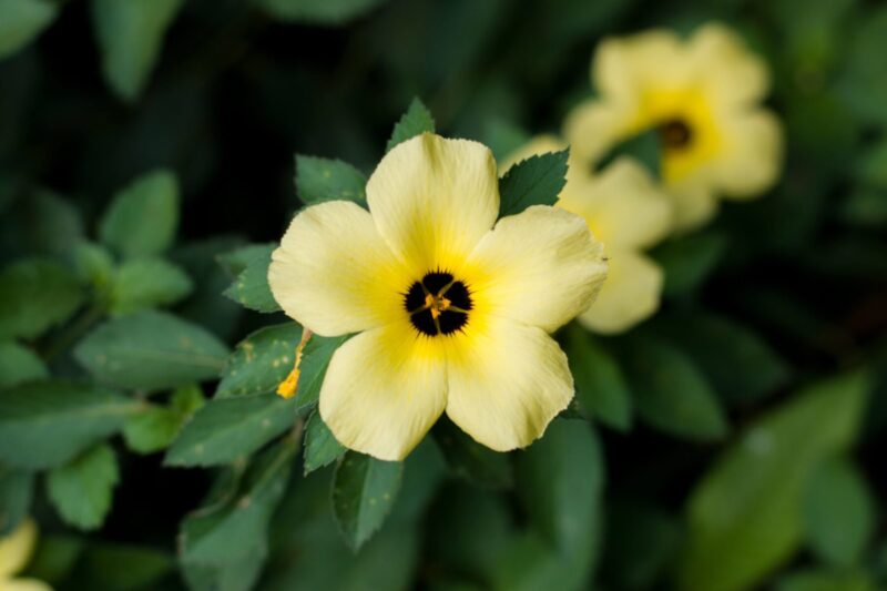 TURNERA SUBULATA - Rewild Brazil - The Brazilian Plantfinder