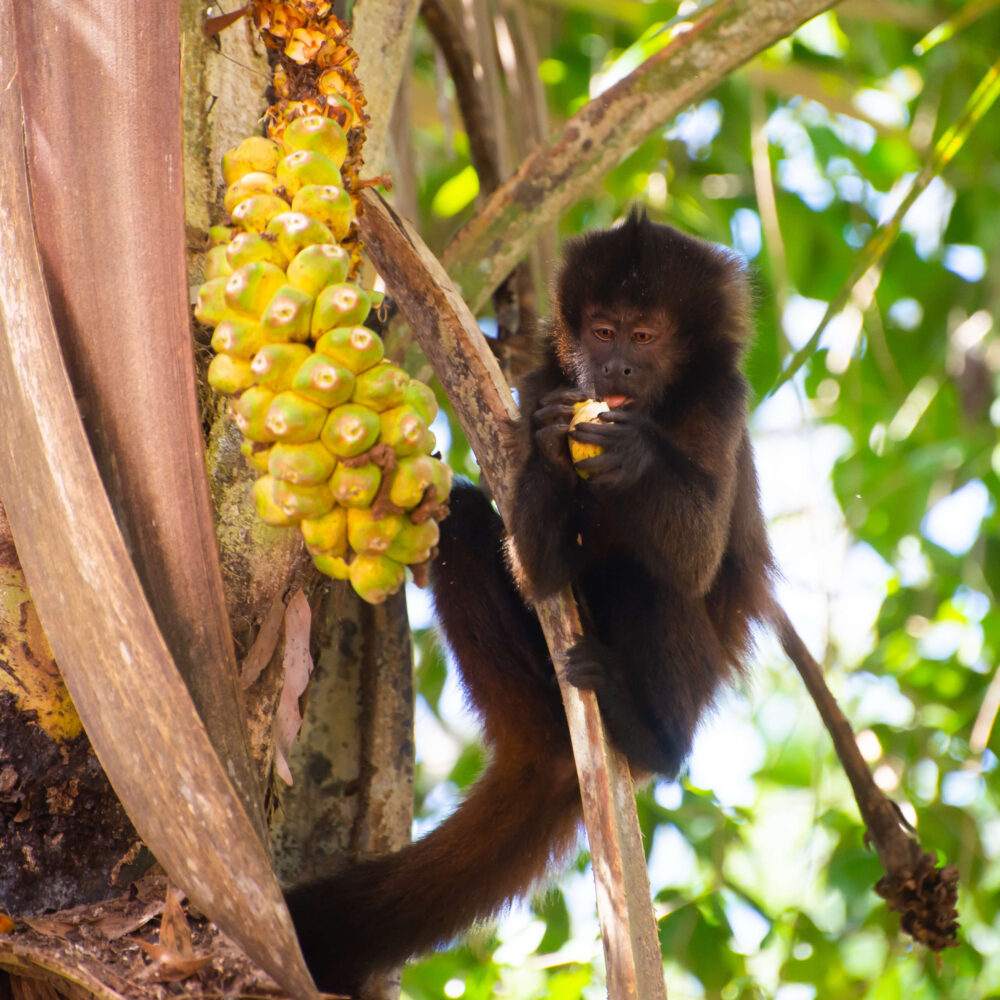 ANADENANTHERA COLUBRINA VAR. CEBIL - Rewild Brazil - The Brazilian ...