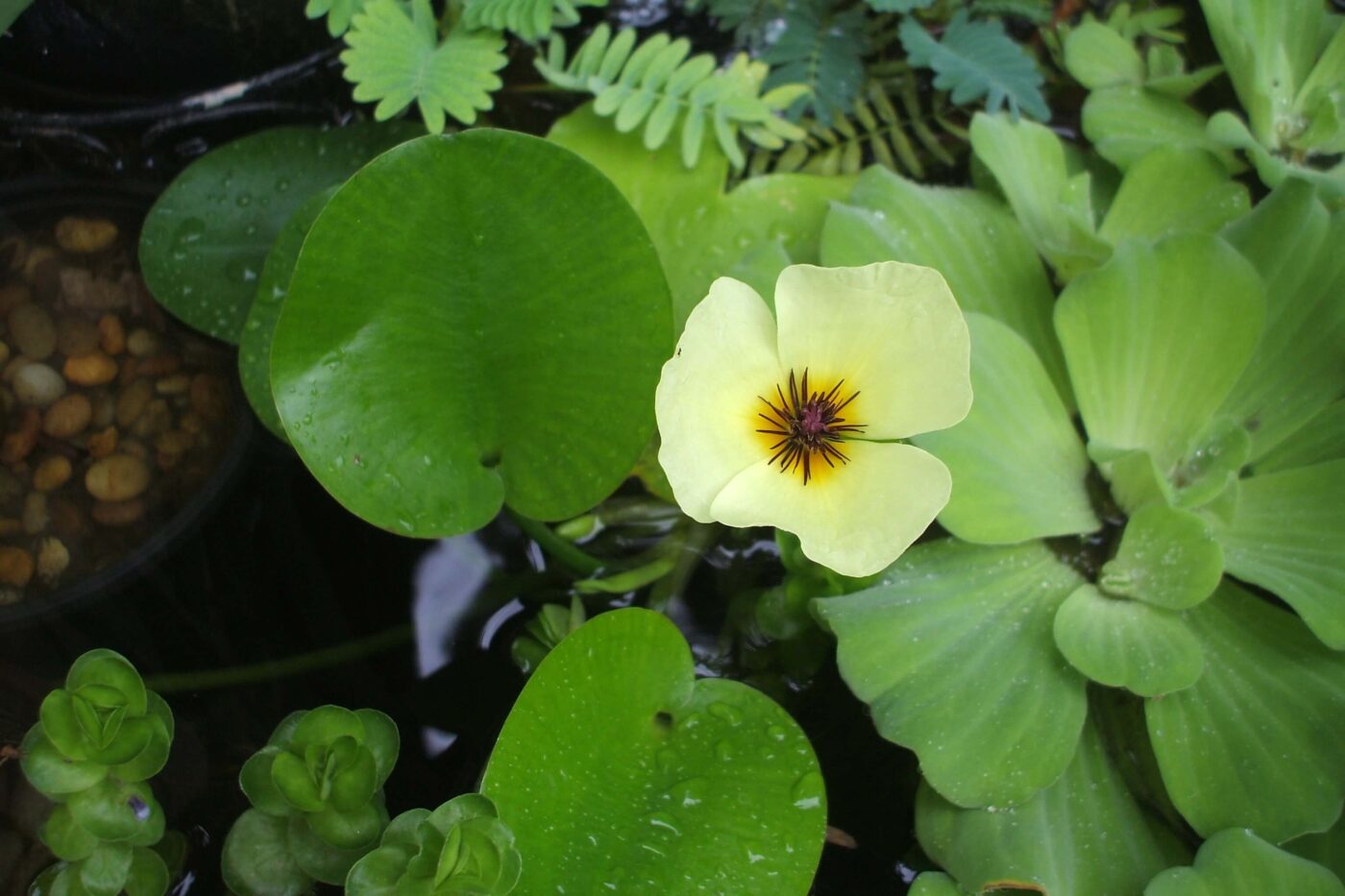 HYDROCLEYS NYMPHOIDES - Rewild Brazil - The Brazilian Plantfinder